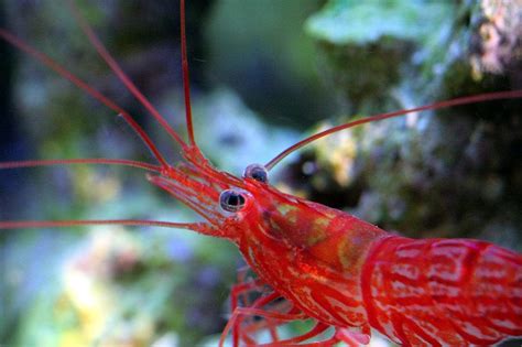 Shmee By Yomamaphat On Deviantart