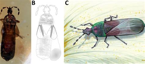 Ancient Human Cousins Found Living Side By Side Two Million Years Ago