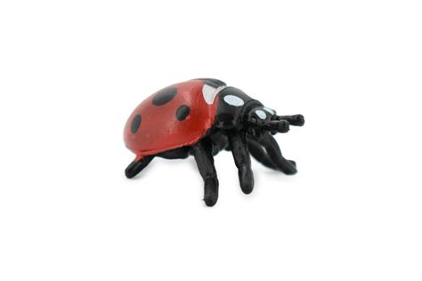 Real Ladybug Pictures