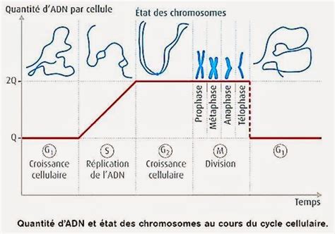 Épinglé Par Laurence Quintin Sur Mitose Cellules Génétique Cycle