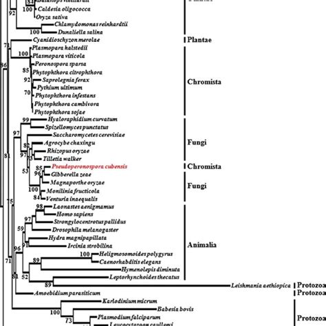 Maximum Likelihood Ml Tree Inferred From The Data Set In
