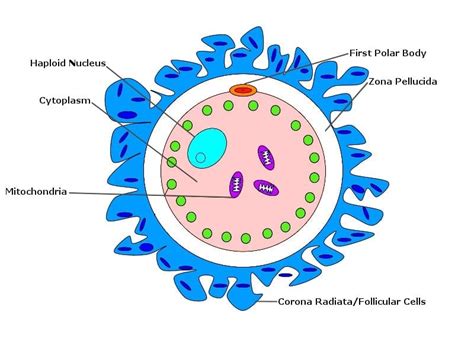 Female Egg Cell Picture