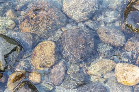 Background Of Shiny Pebbles On River Bottom Abstract Pattern Of