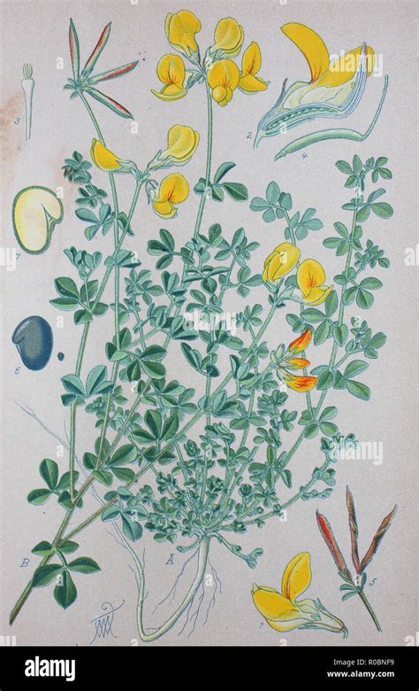 Temperate Grassland Plants Names