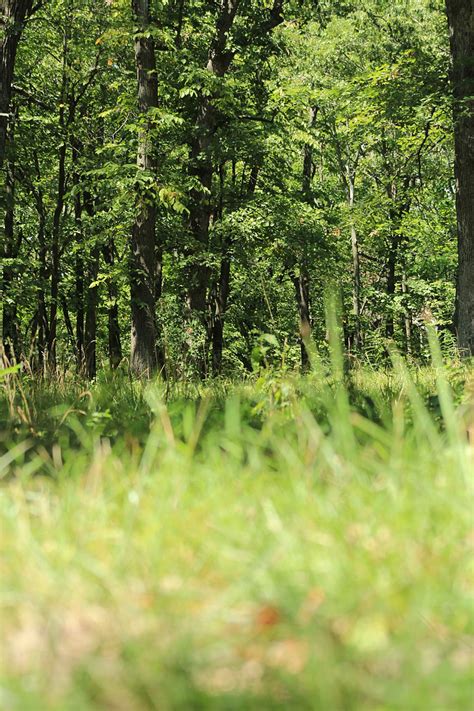 Free Photo Grass Trees Forest Tall Grass Woods Tree Hippopx