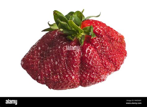Polyploidy In Strawberries