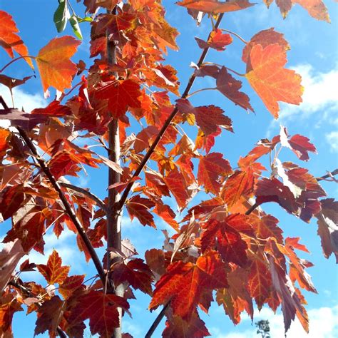 Cedrus Deodara Electra Blue Deodar Cedar Mid Valley Trees