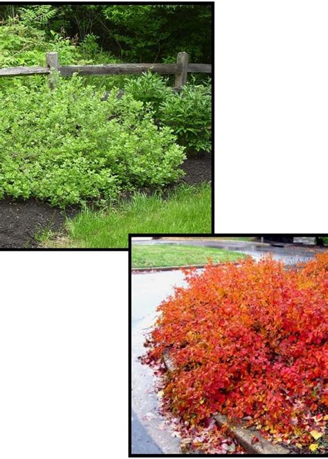 Gro Low Fragrant Sumac Ct 2 Tc Nursery