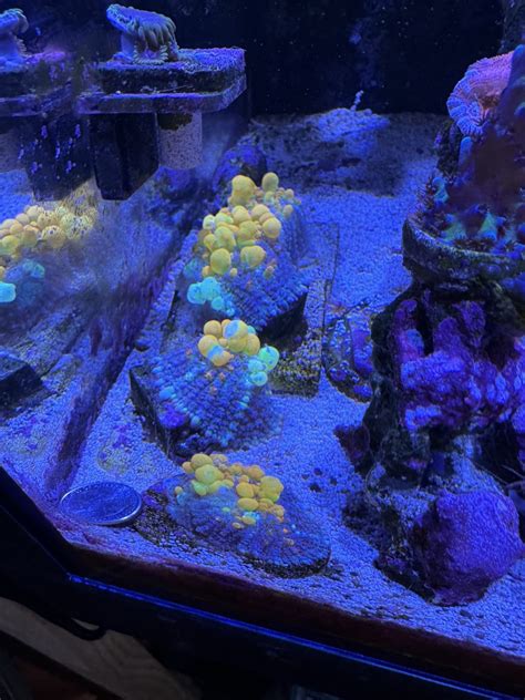 California Live Goods Wwc Og Bounce And Predator Zoa 550 Reef2reef