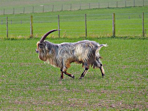 Cheviot Wild Goats Northumberland National Park Paul Buxton Flickr