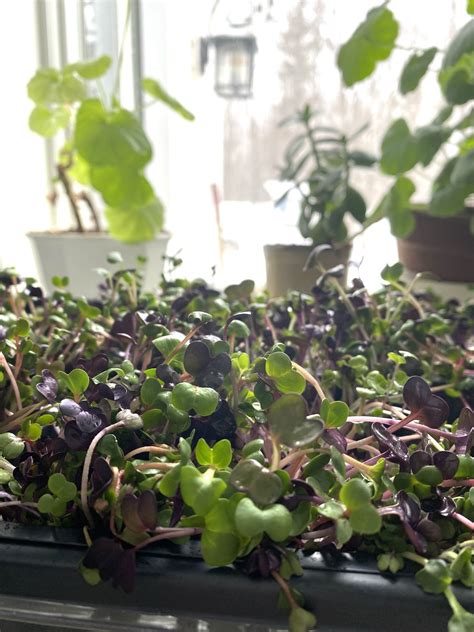 Surviving February Ever After Cottage