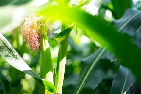 Corn Crop Background For The Theme Of Agriculture And Food Industry