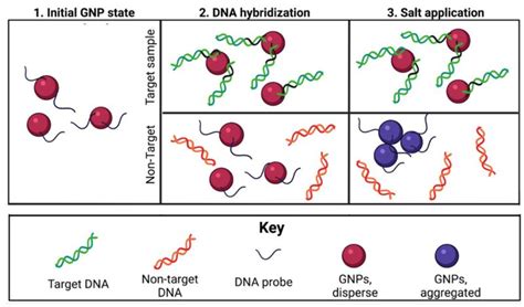 Gnp Biosensor For Foodborne Pathogens Biosensors Mdpi Posted On The