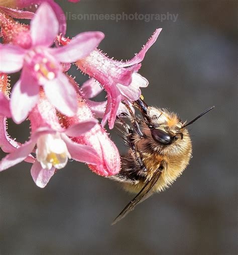 Macro World Photo Alison Mees