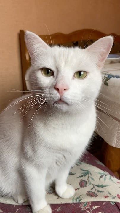 Сумний з самого ранкукіт коты котик Youtube