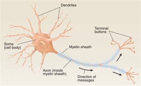 Biopsych Diagrams Ch 2 Flashcards Quizlet