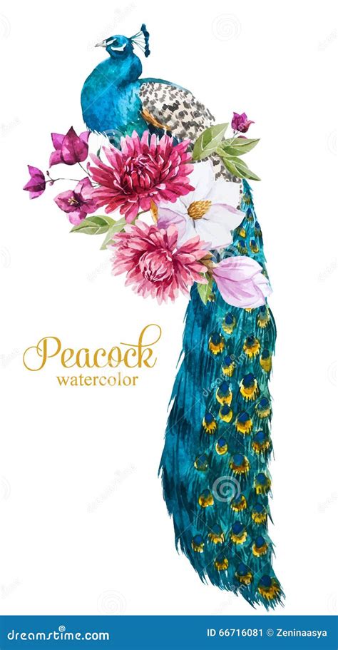 与花的水彩孔雀 向量例证 插画 包括有 绘画 花卉 花束 水彩 设计 构成 浪漫 相当 图画 66716081