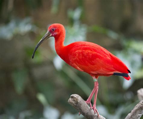 Agriculture Minister Warns ‘would Be Scarlet Ibis Poachers “five