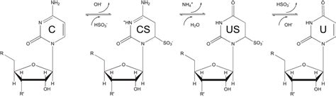 Schematic Diagram Of The Bisulfite Conversion Reaction In Rna C