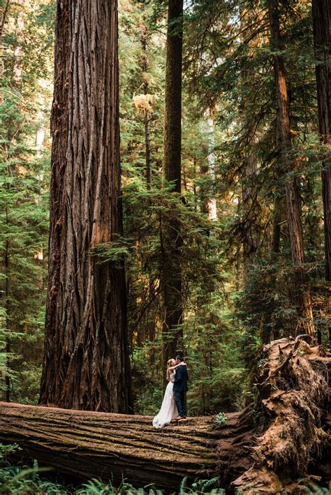 Redwood Forest Wedding Ocean Cliff Elopement Redwood Forest