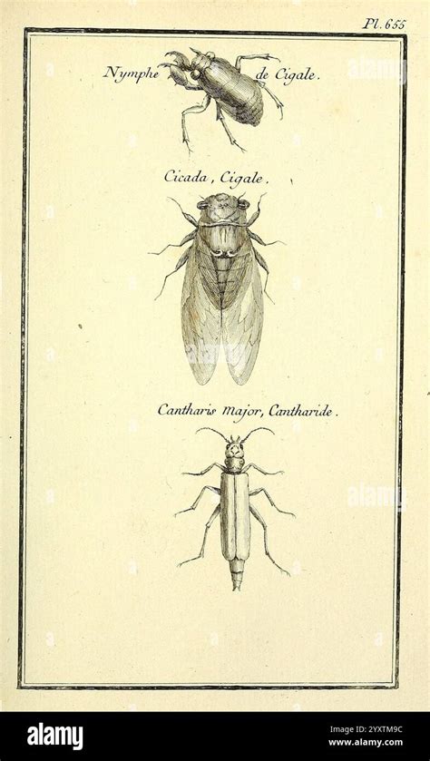 Illustration Showcases Three Distinct Insect Types Hi Res Stock