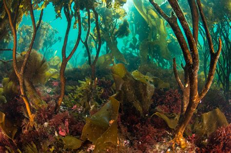 What Plants Live In The Kelp Forest At Mary Hammon Blog