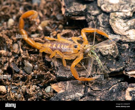 Tiny Arizona Bark Scorpion Centruroides Sculpturatus Eating A Midge