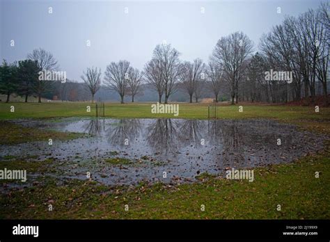 Barren Oak Trees On A Slightly Foggy Afternoon With Their Reflections