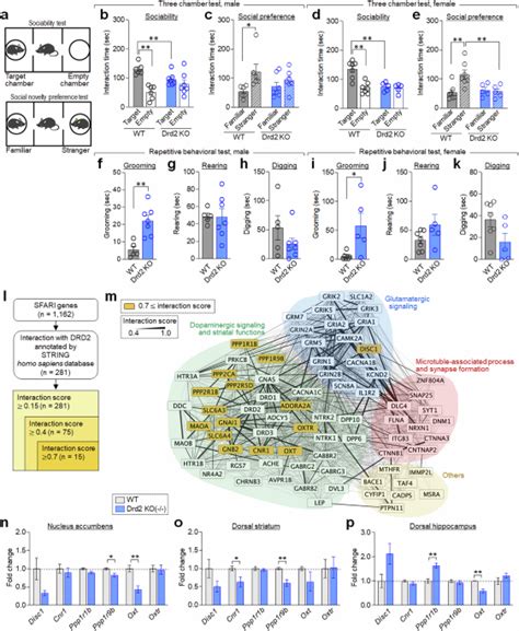 Lactobacillus Paracasei Derived Extracellular Vesicles Reverse