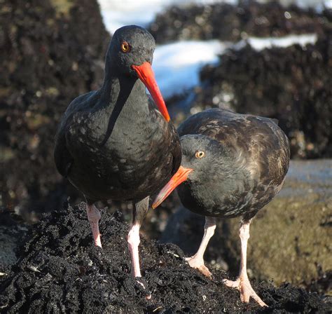 A Complete Guide To Birds With Red Beaks