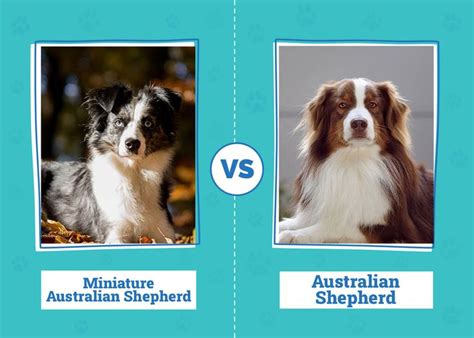 Mini Aussie Size Comparison