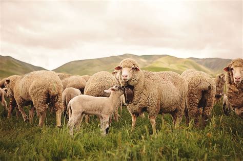 Sustainability Impacts Archive American Wool