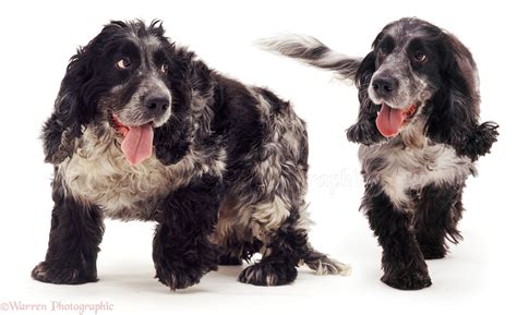 Fat English Cocker Spaniel Frequently Asked Questions Ecsca