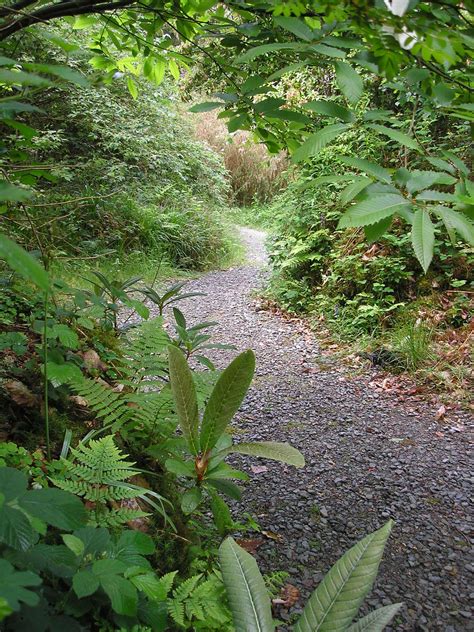 Muncaster 2022 255 The Grounds Of Muncaster Castle Cumbri Flickr