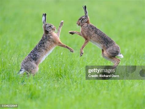 Grass Fight Photos And Premium High Res Pictures Getty Images