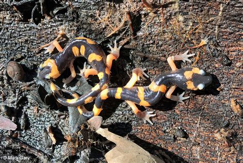 Ensatina Eschscholtzii Klauberi Large Blotched Ensatina