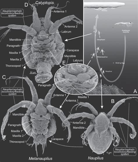 6 Life Cycle And Larval Stages Of Euphausiacea Malacostraca A