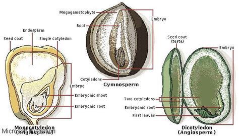 Gymnosperm Seed Diagram