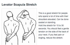 Levator Scapulae Syndrome Physiotherapy And Osteopathy In Jersey And