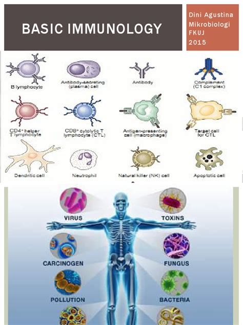 Basic Immunology Pdf Immune System Lymphocyte