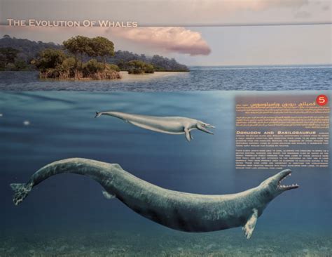 Basilosaurus Evolution