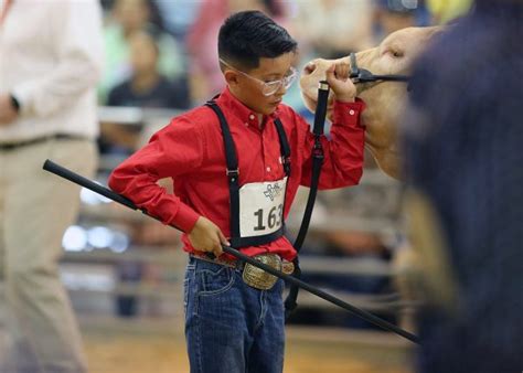 Photo Gallery Livestock Show Steer Judging