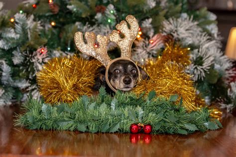 「dashchund」の写真素材 13件の無料イラスト画像 Adobe Stock