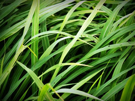 Free Photo Green Tall Grass Close Up Color Field Free Download
