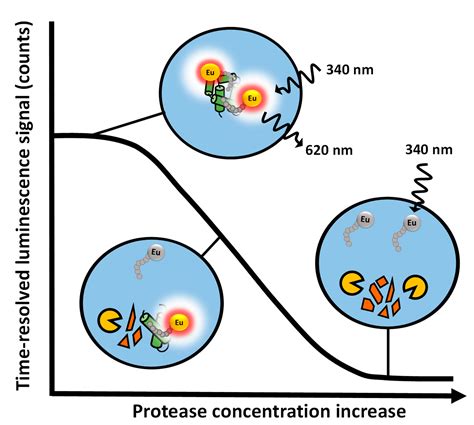 Protease Substrate Independent Universal Assay For Monitoring Digestion