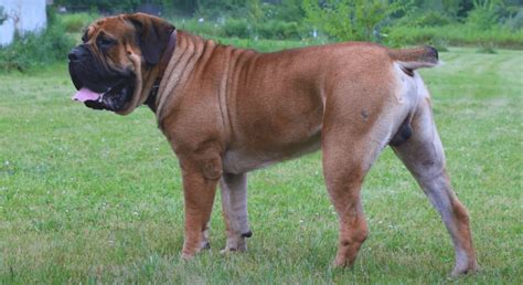 4 Different Types Of Boerboel Exotic Boerboel Breeders