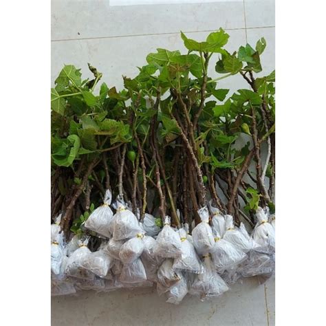 Jual Bibit Tin Fresh Cangkok Shopee Indonesia