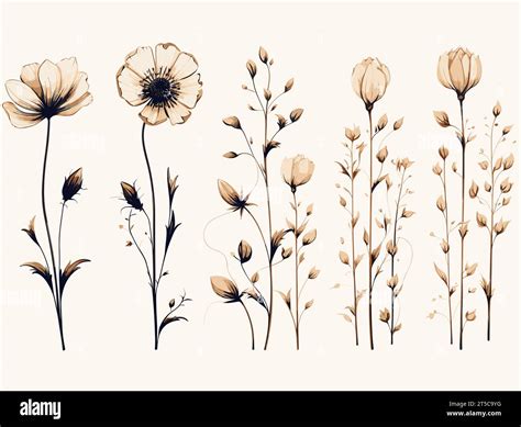 Drawing Of Flower Growing Stages Illustration Separated Sweeping