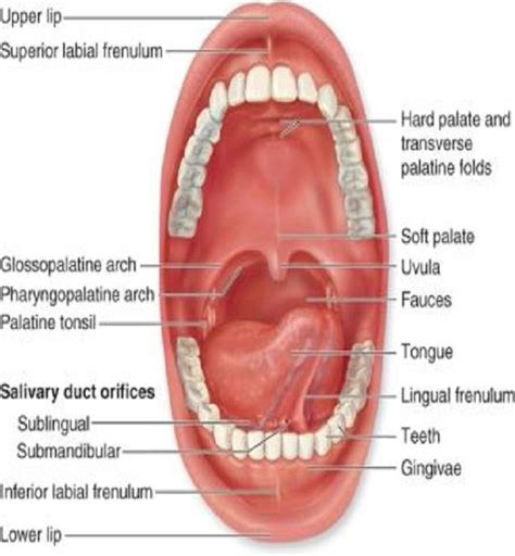 Ventral Buccal Mucosa Tongue