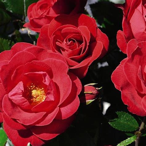 Rose Precious Ruby Floribunda Rose Suttons